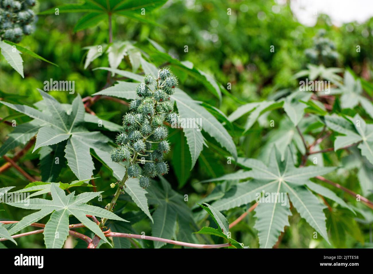 Il Ricinus communis, la pianta del fagiolo di ricino o dell'olio di ...