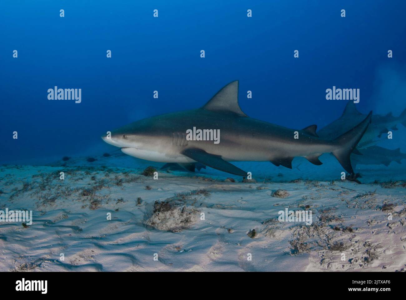 Squalo toro immagini e fotografie stock ad alta risoluzione - Alamy