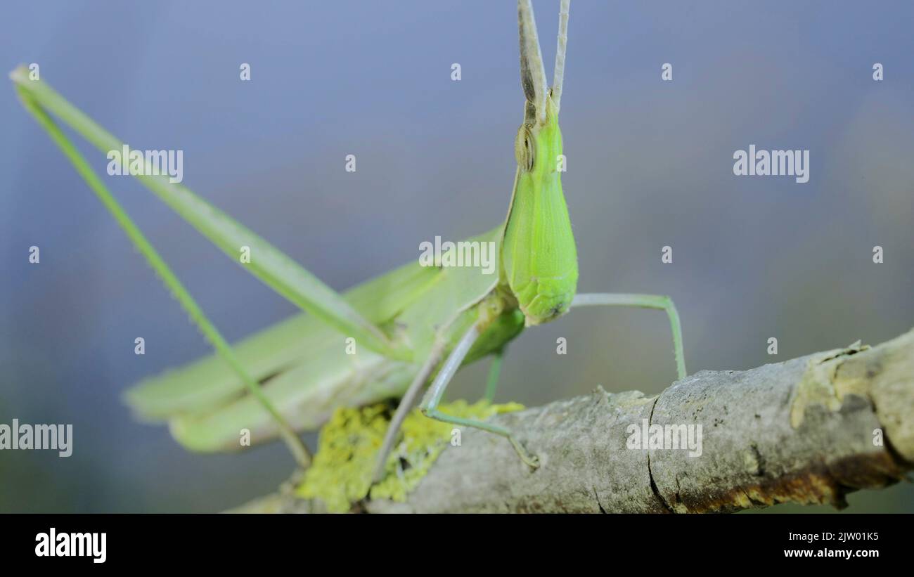 Faccia obliqua verde gigante immagini e fotografie stock ad alta ...