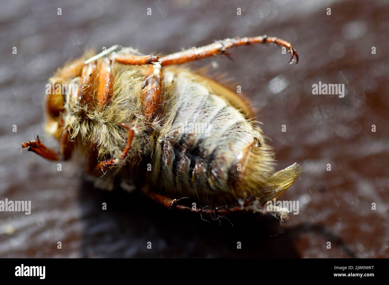 Scarabeo peloso immagini e fotografie stock ad alta risoluzione - Alamy