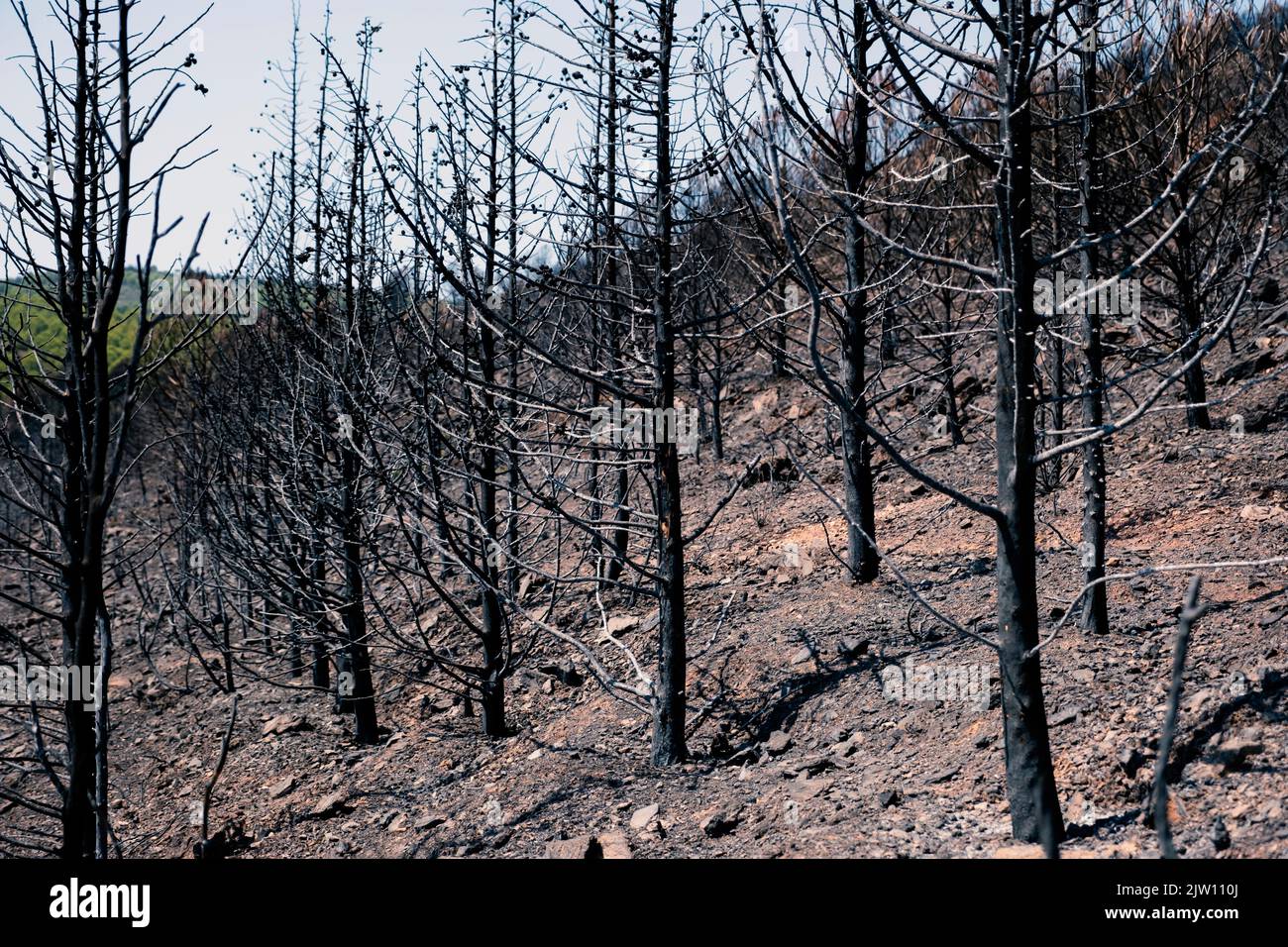 Foresta amazzonica che brucia immagini e fotografie stock ad alta risoluzione - Alamy