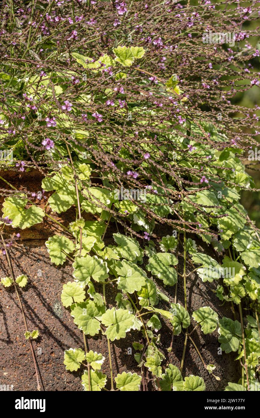 Nepeta glechoma variegata immagini e fotografie stock ad alta ...