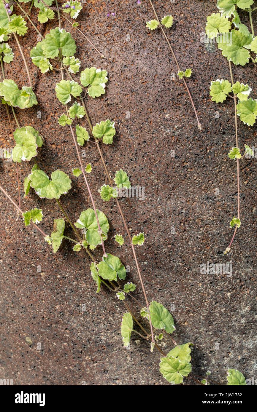 Nepeta glechoma variegata immagini e fotografie stock ad alta ...
