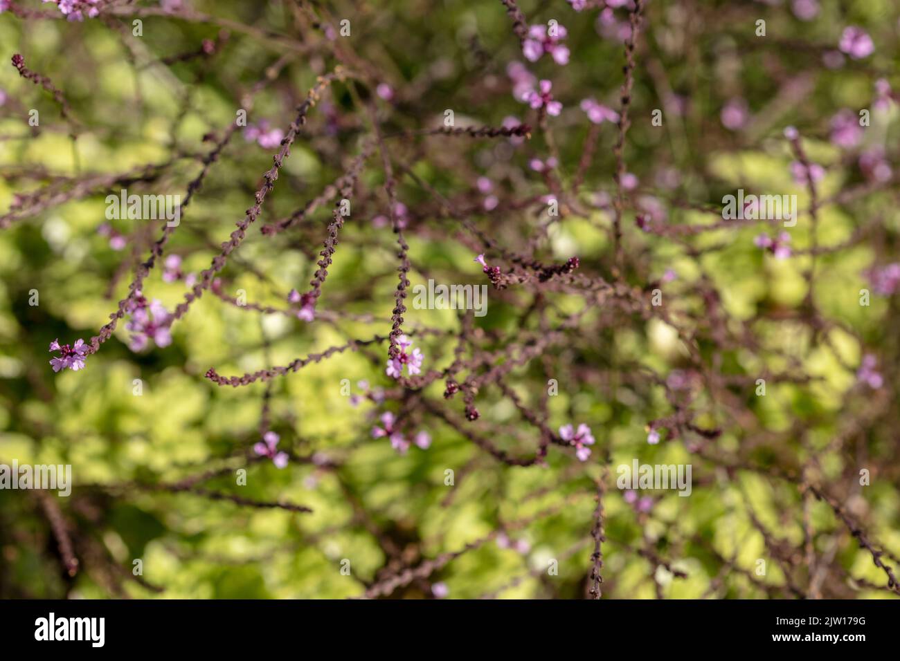 Glechoma hederacea variegata immagini e fotografie stock ad alta ...