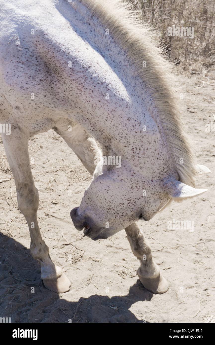 Cavallo bianco con macchie nere immagini e fotografie stock ad alta ...