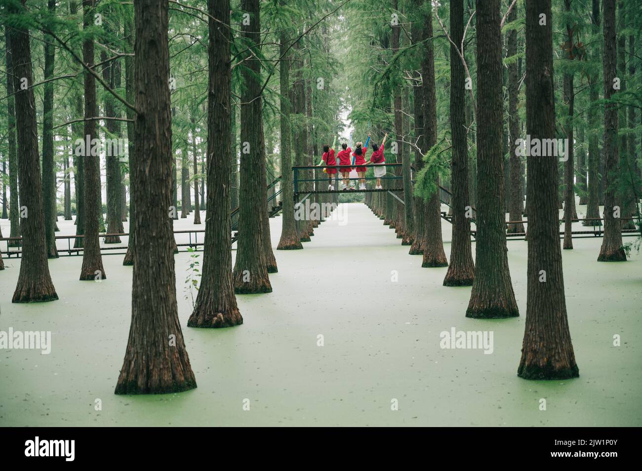 Parco della foresta acquatica delle zone umide del lago luyang immagini ...