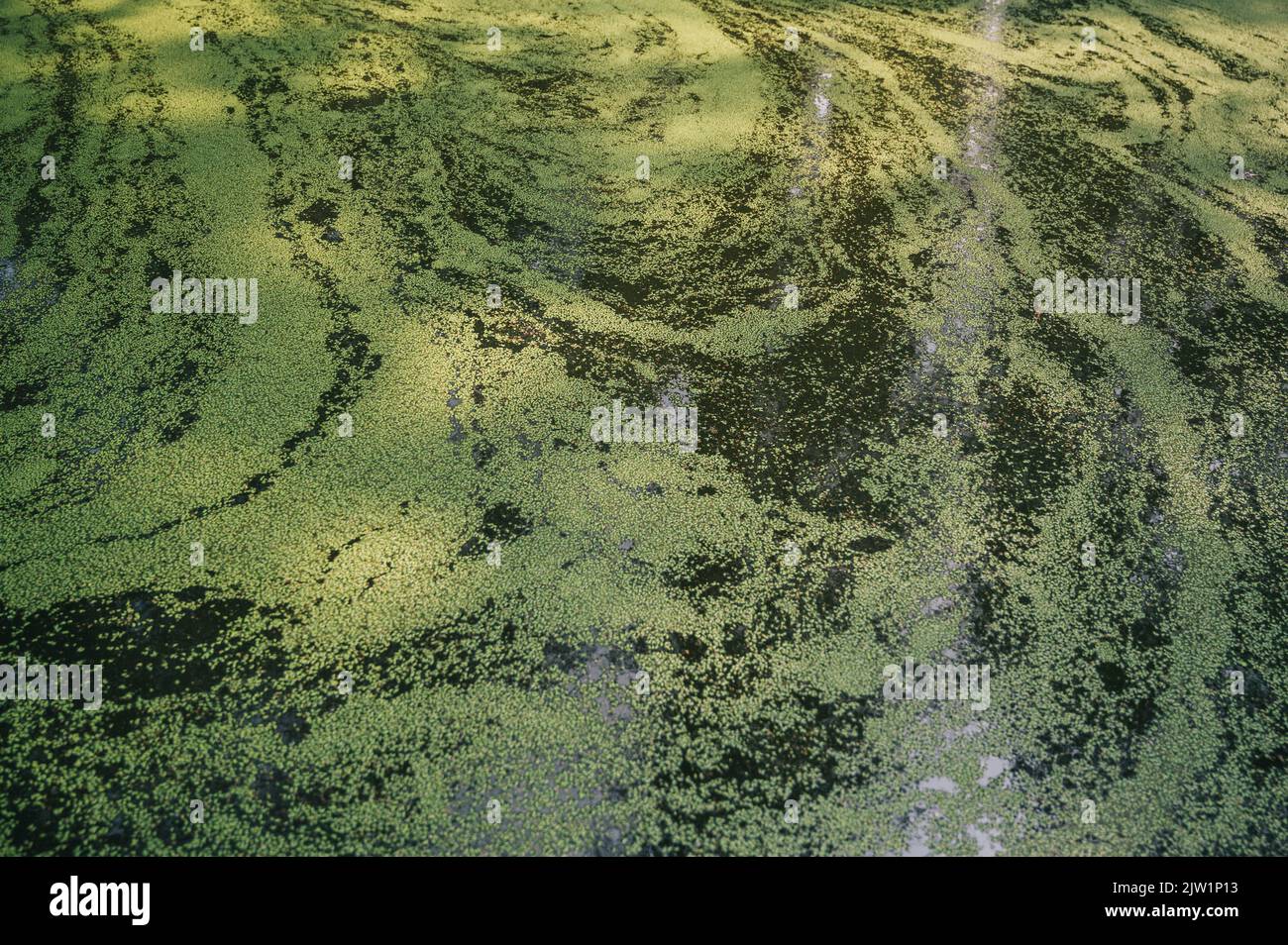 Parco della foresta acquatica delle zone umide del lago luyang immagini ...