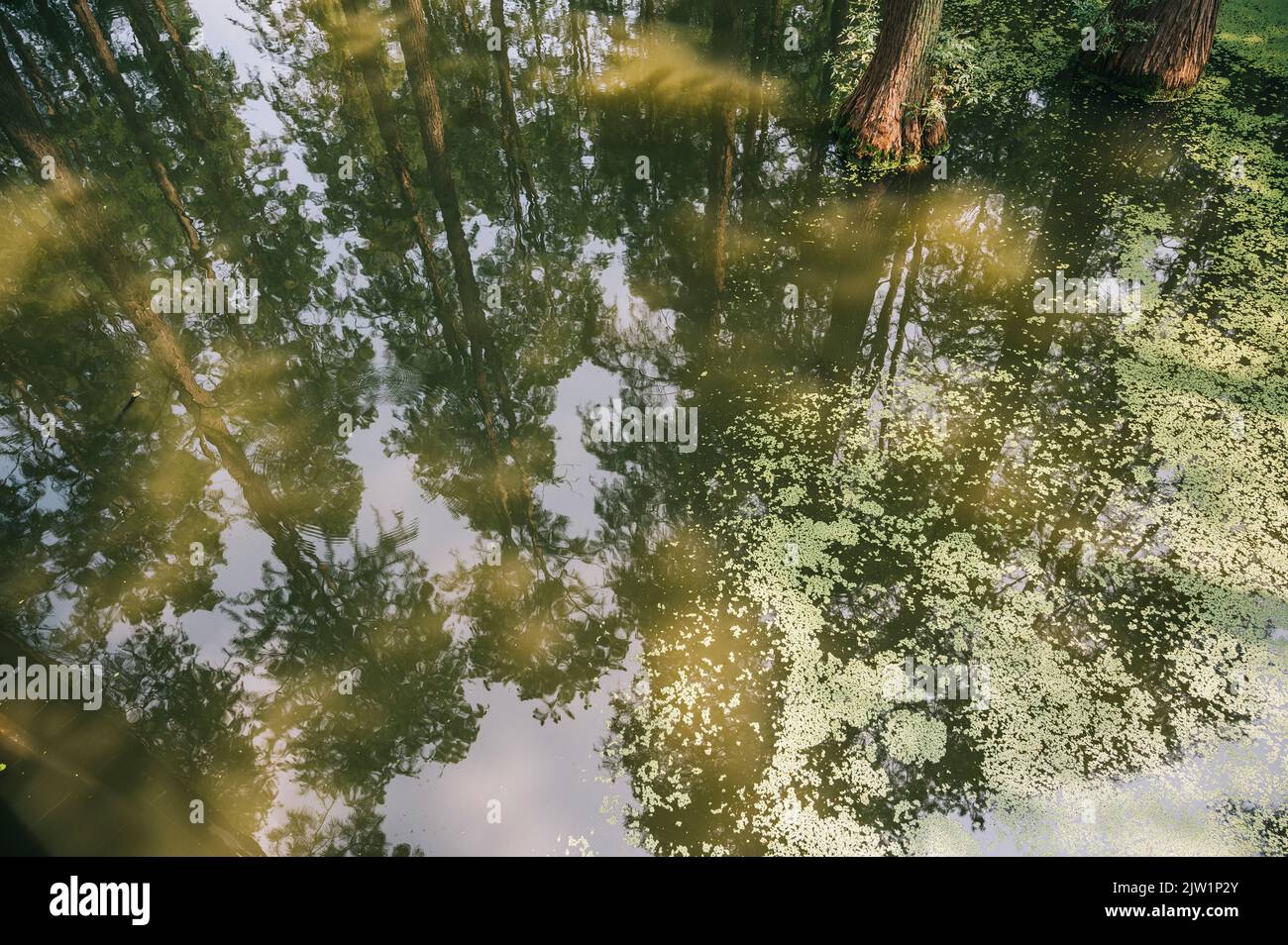Parco della foresta acquatica delle zone umide del lago luyang immagini ...