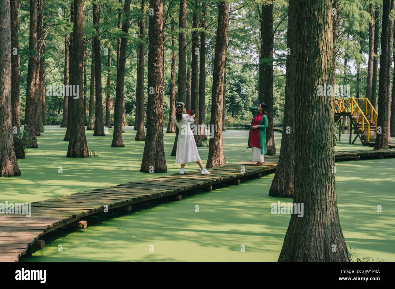 Parco della foresta acquatica delle zone umide del lago luyang immagini ...