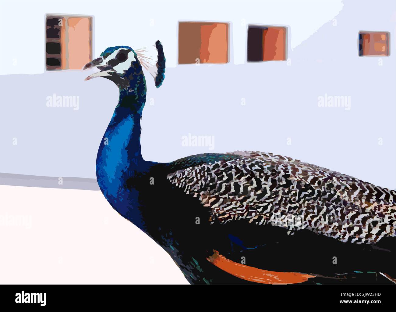 Tharparkar thar bellissimo pavone illustrazione png immagini e ...