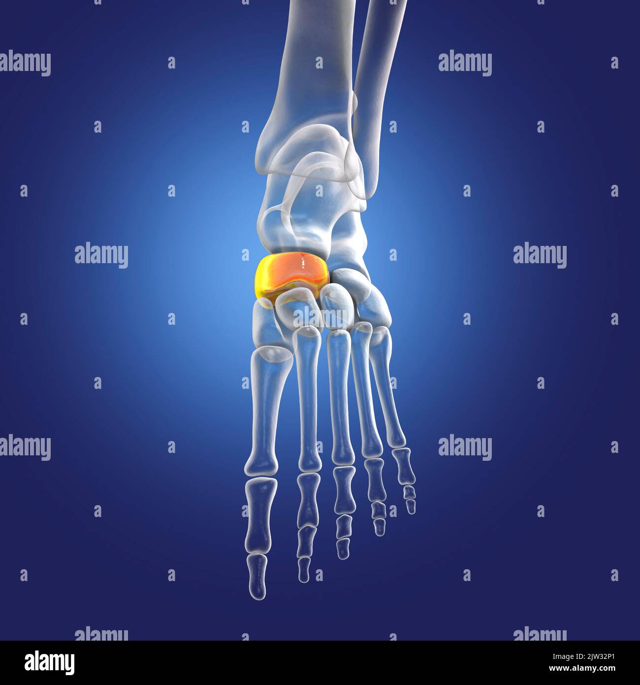 Navicular bone immagini e fotografie stock ad alta risoluzione - Alamy