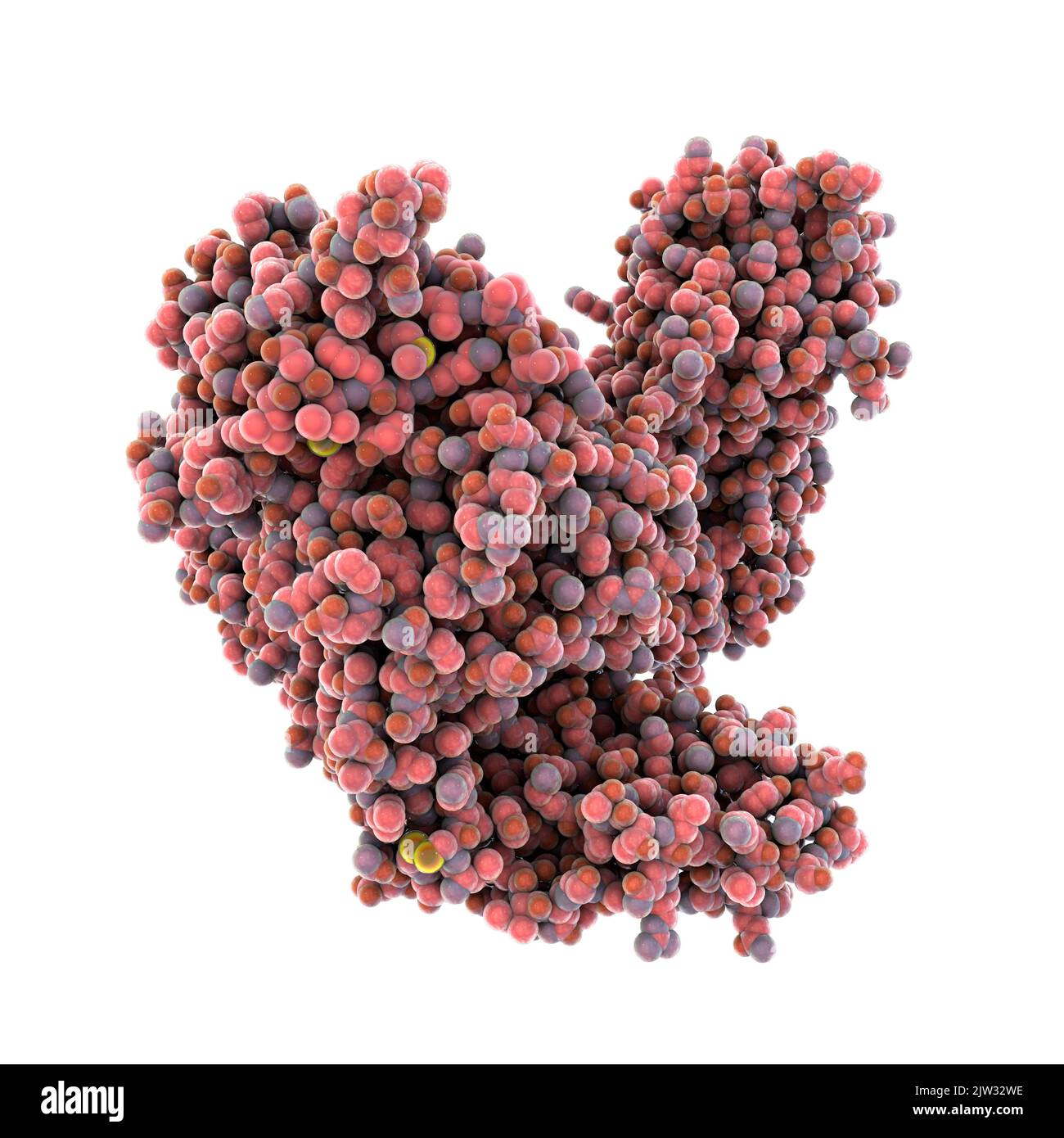 Molecola di neurotossina di tetano, illustrazione. Si tratta di una ...