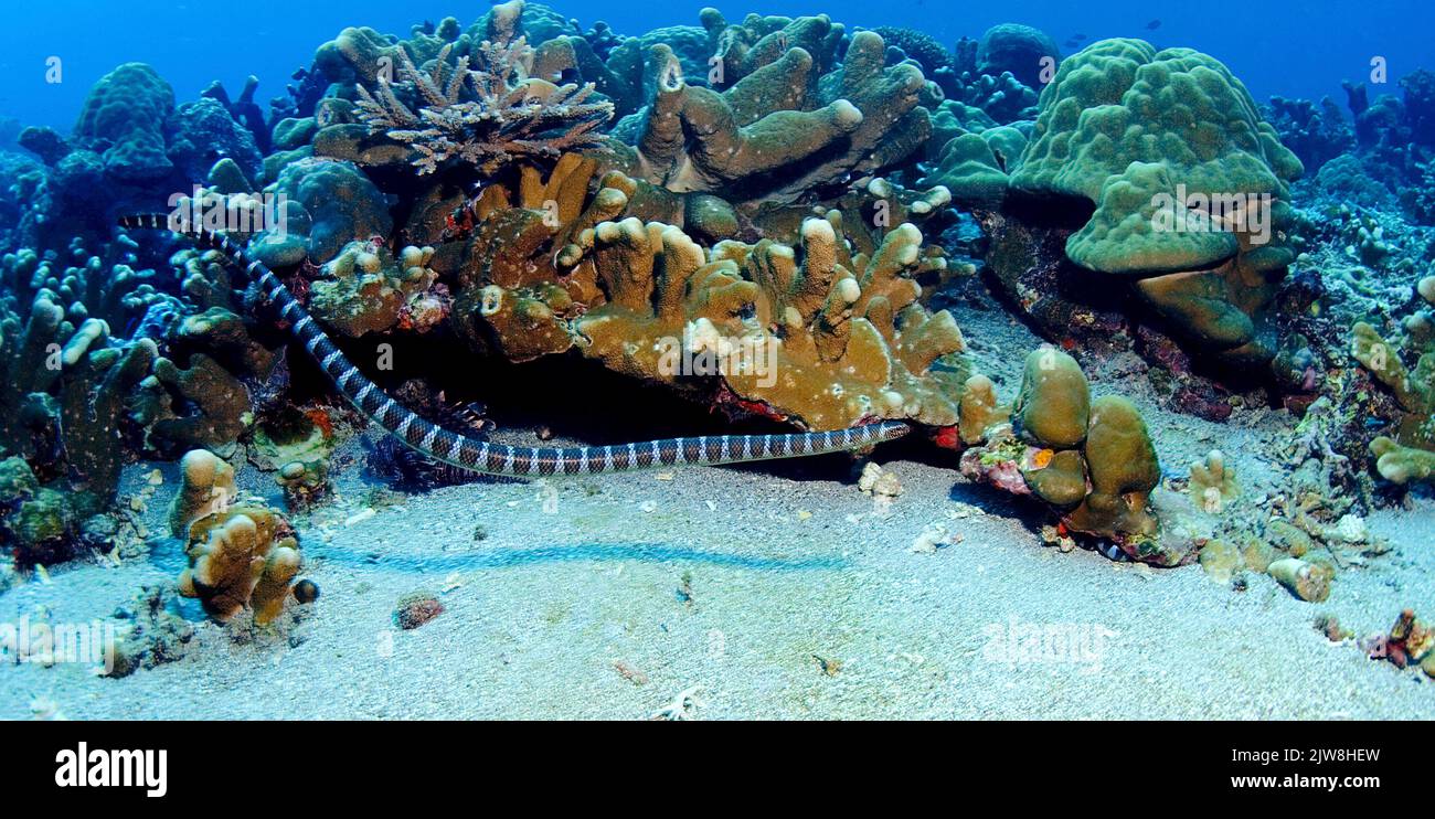 Serpente della barriera corallina immagini e fotografie stock ad alta risoluzione - Alamy