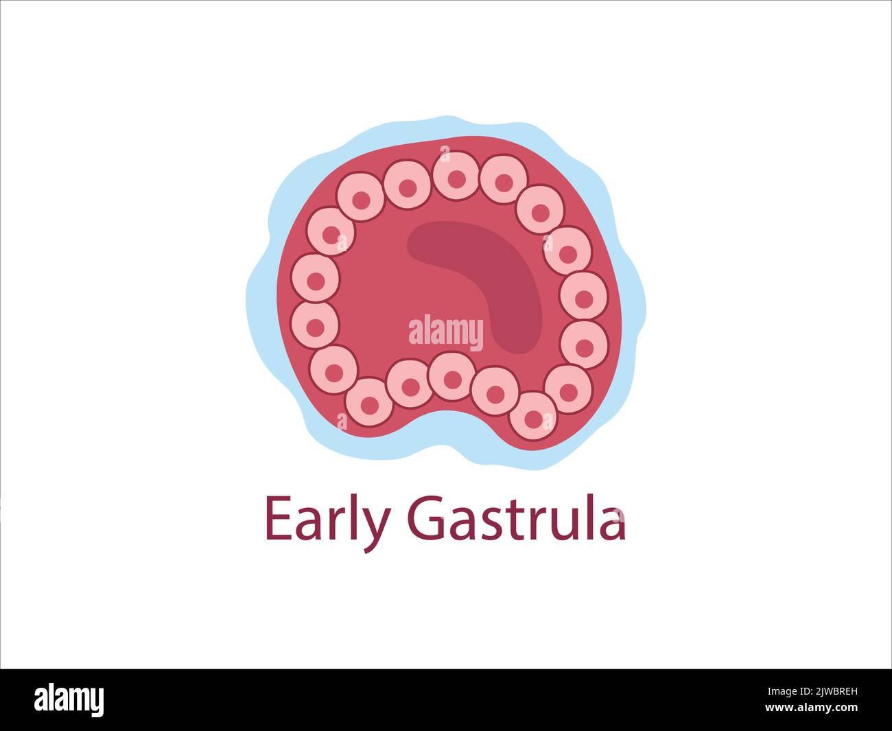 Gastrula. Le cellule dell'endoderma e dell'ectoderma. La fase di ...