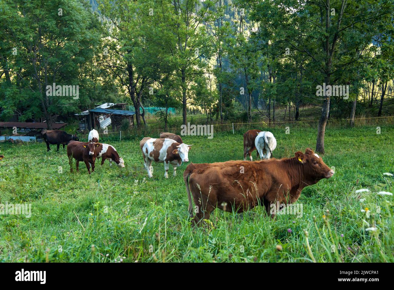 Kühner gipfel des berges immagini e fotografie stock ad alta ...