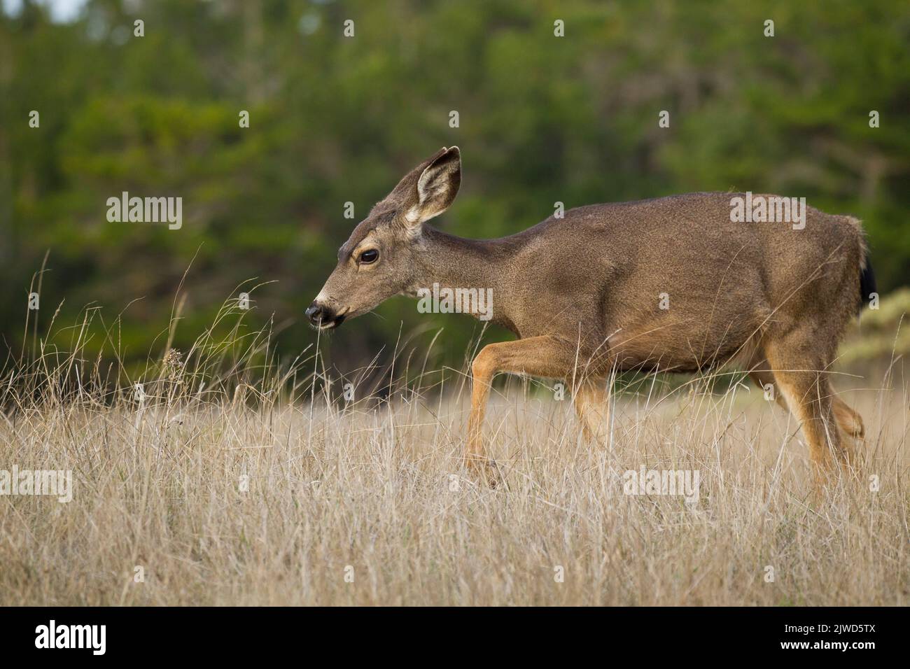 Cervo odocoileus hemionus cervidae immagini e fotografie stock ad alta ...
