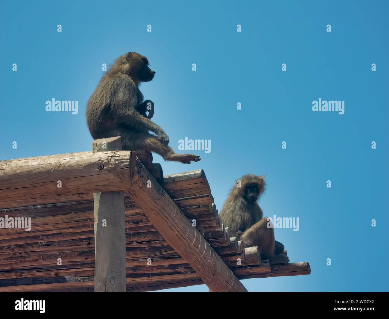 Due scimmie si siedono immagini e fotografie stock ad alta risoluzione ...