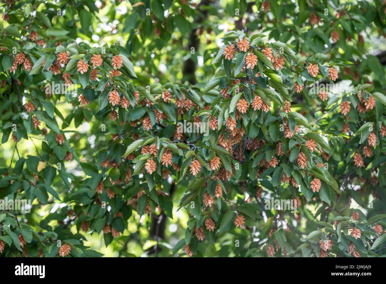 Ostrya carpinifolia immagini e fotografie stock ad alta risoluzione - Alamy