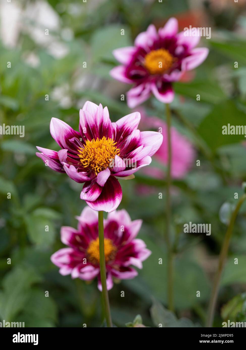 Dalia desiderio liquido immagini e fotografie stock ad alta risoluzione ...
