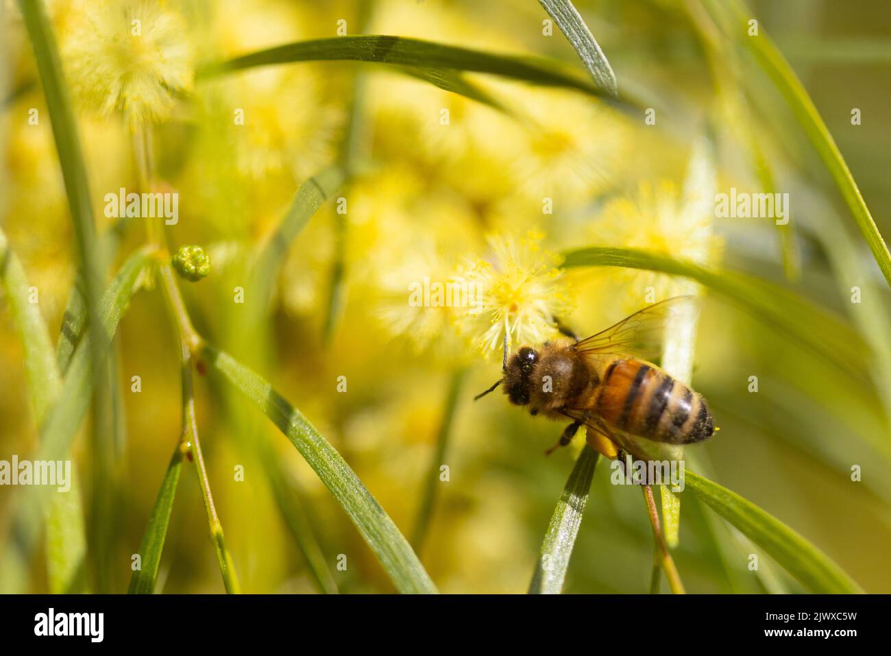 Antenna australia immagini e fotografie stock ad alta risoluzione - Alamy