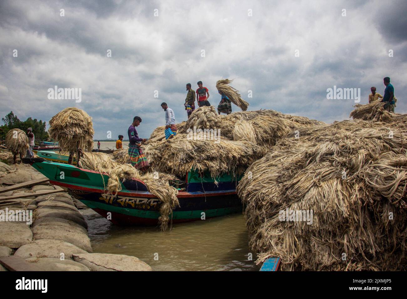 (8/19/2022) pianta che produce fibre di iuta dicotiledenale del genere ...
