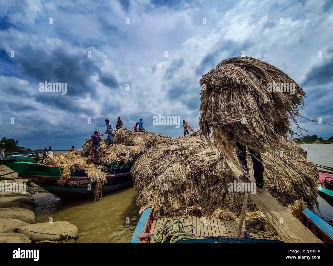 (8/19/2022) pianta che produce fibre di iuta dicotiledenale del genere ...