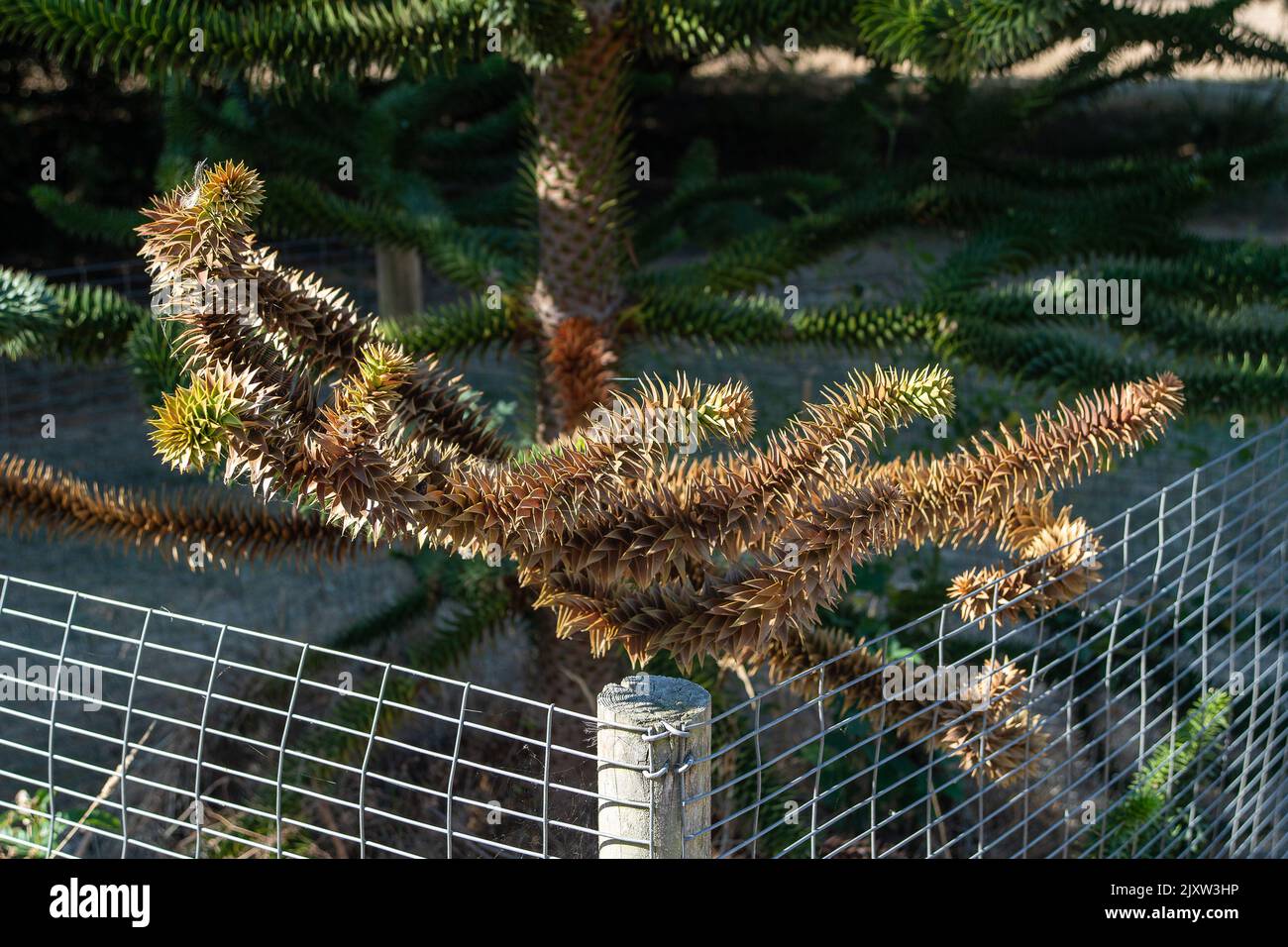 Riserva naturale di braywick immagini e fotografie stock ad alta ...