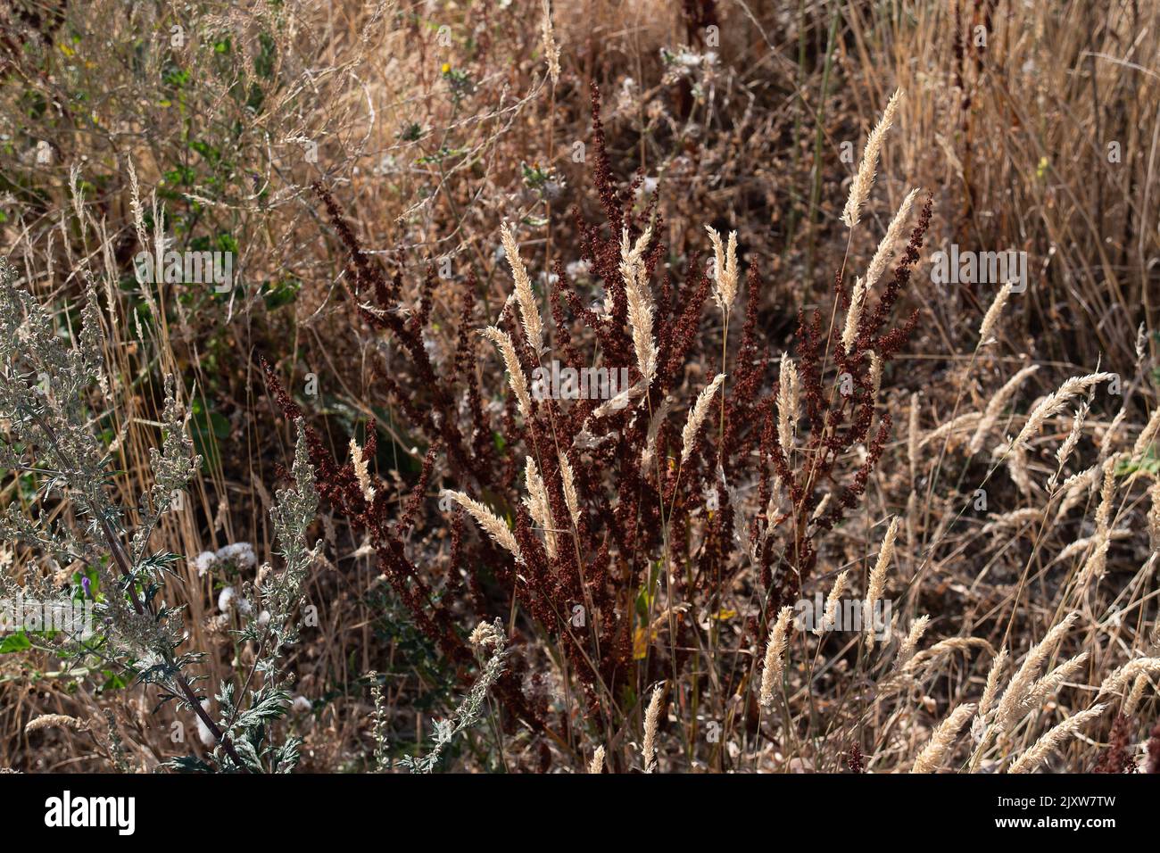 Riserva naturale di braywick immagini e fotografie stock ad alta ...