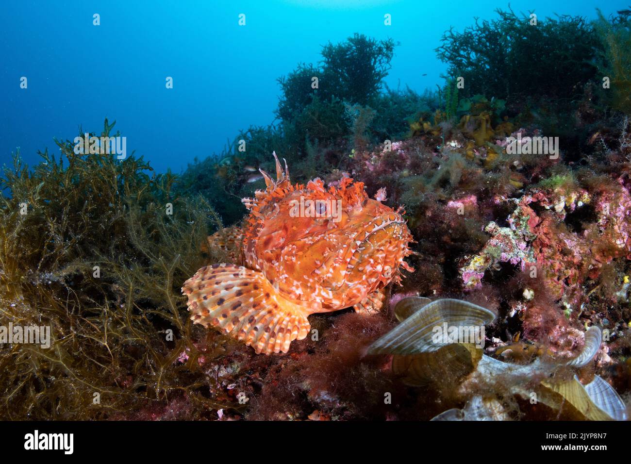 Grande pesce rocca, (Scorpaena scrofa), roccia del Vervece, Area Marina ...