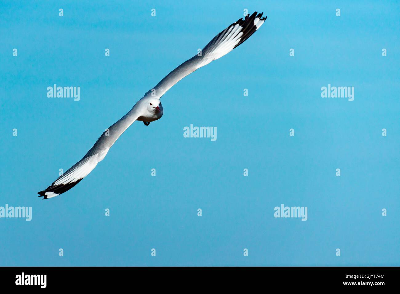Gabbiani gabbiani gabbiani gabbiani al mare in volo immagini e ...