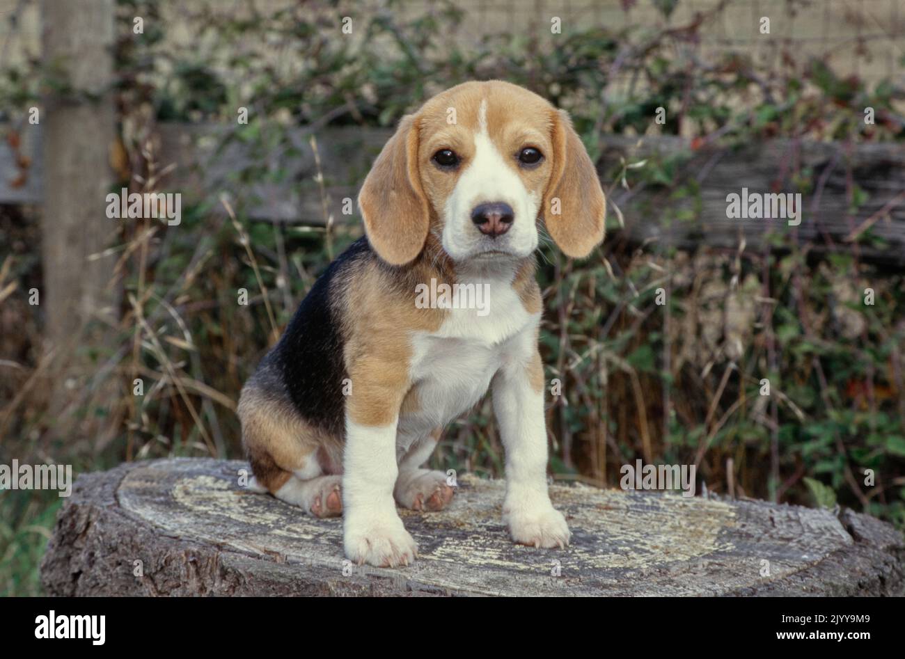 Cucciolo cane beagle canino cane immagini e fotografie stock ad alta ...