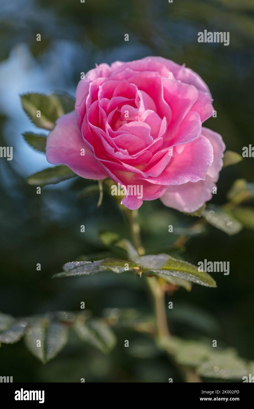 Modern shrub rose immagini e fotografie stock ad alta risoluzione - Alamy