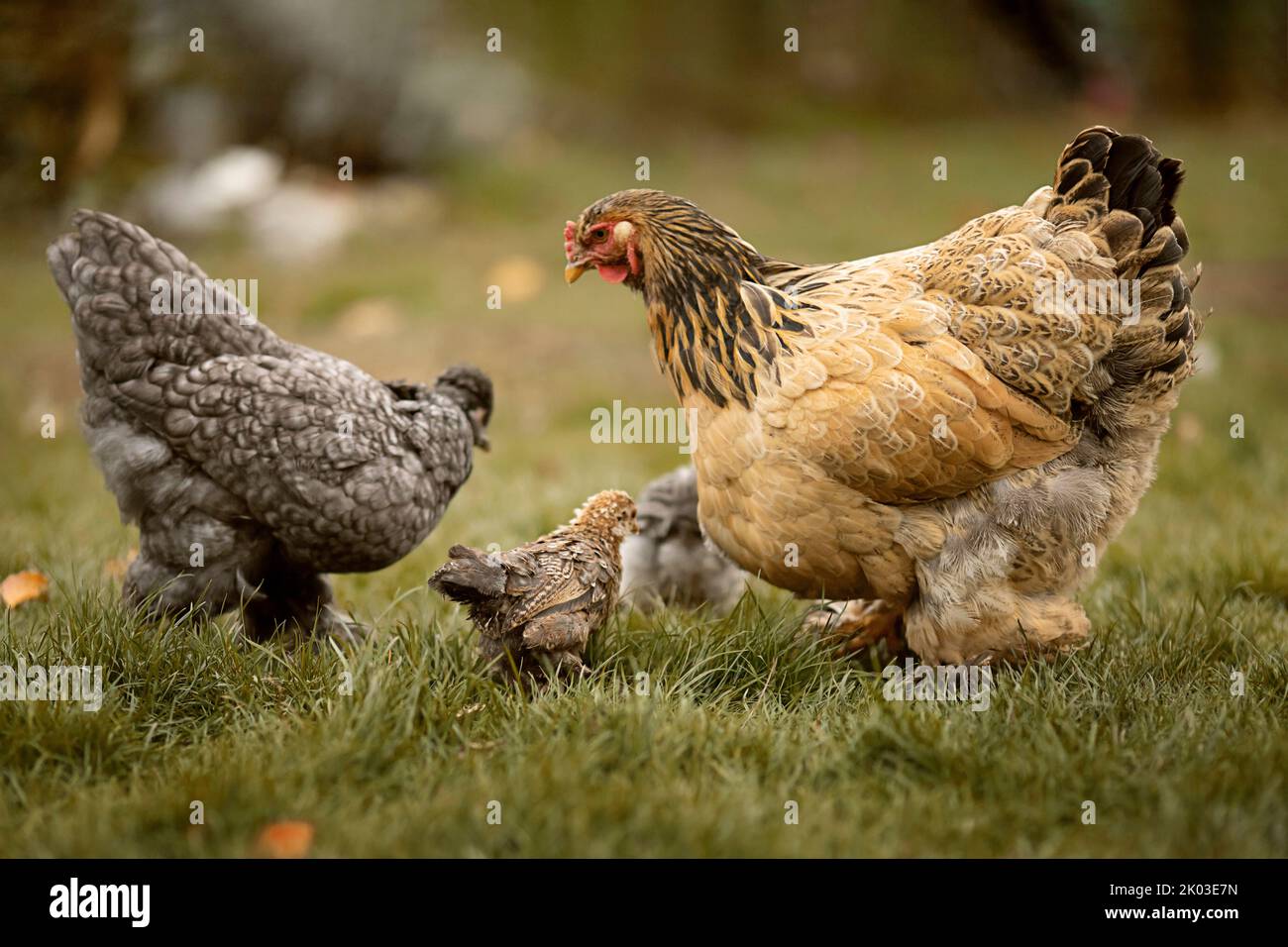 Gallina con i pulcini immagini e fotografie stock ad alta risoluzione ...