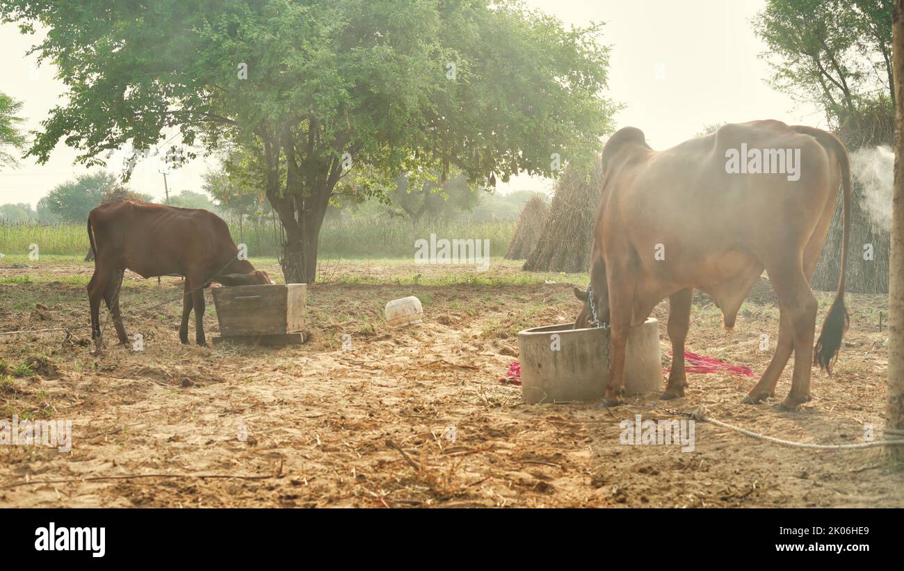 Virus grumoso in india immagini e fotografie stock ad alta risoluzione ...