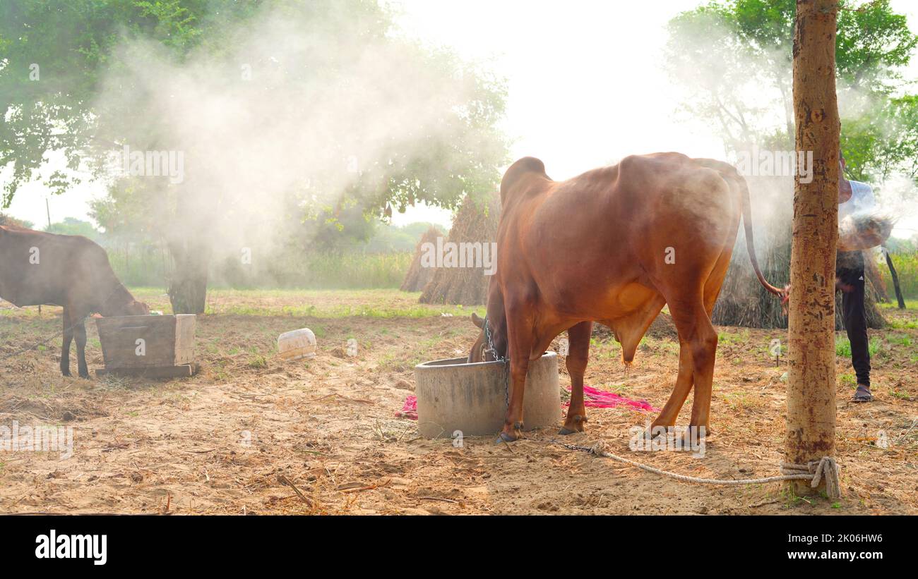 Contadino con il fumo immagini e fotografie stock ad alta risoluzione ...