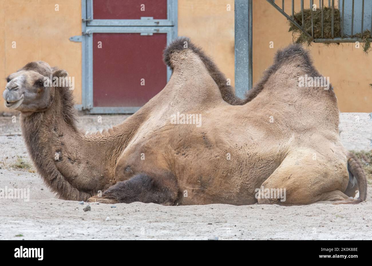 Cammello nello zoo immagini e fotografie stock ad alta risoluzione - Alamy
