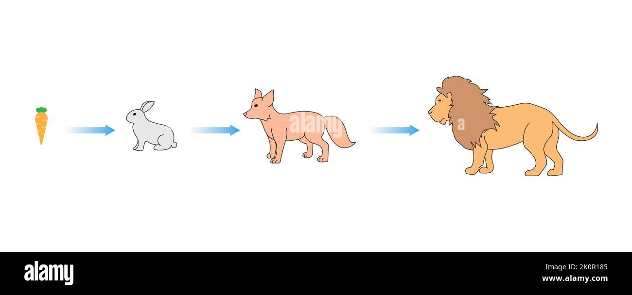 Progettazione scientifica della catena alimentare. Il rapporto più ...