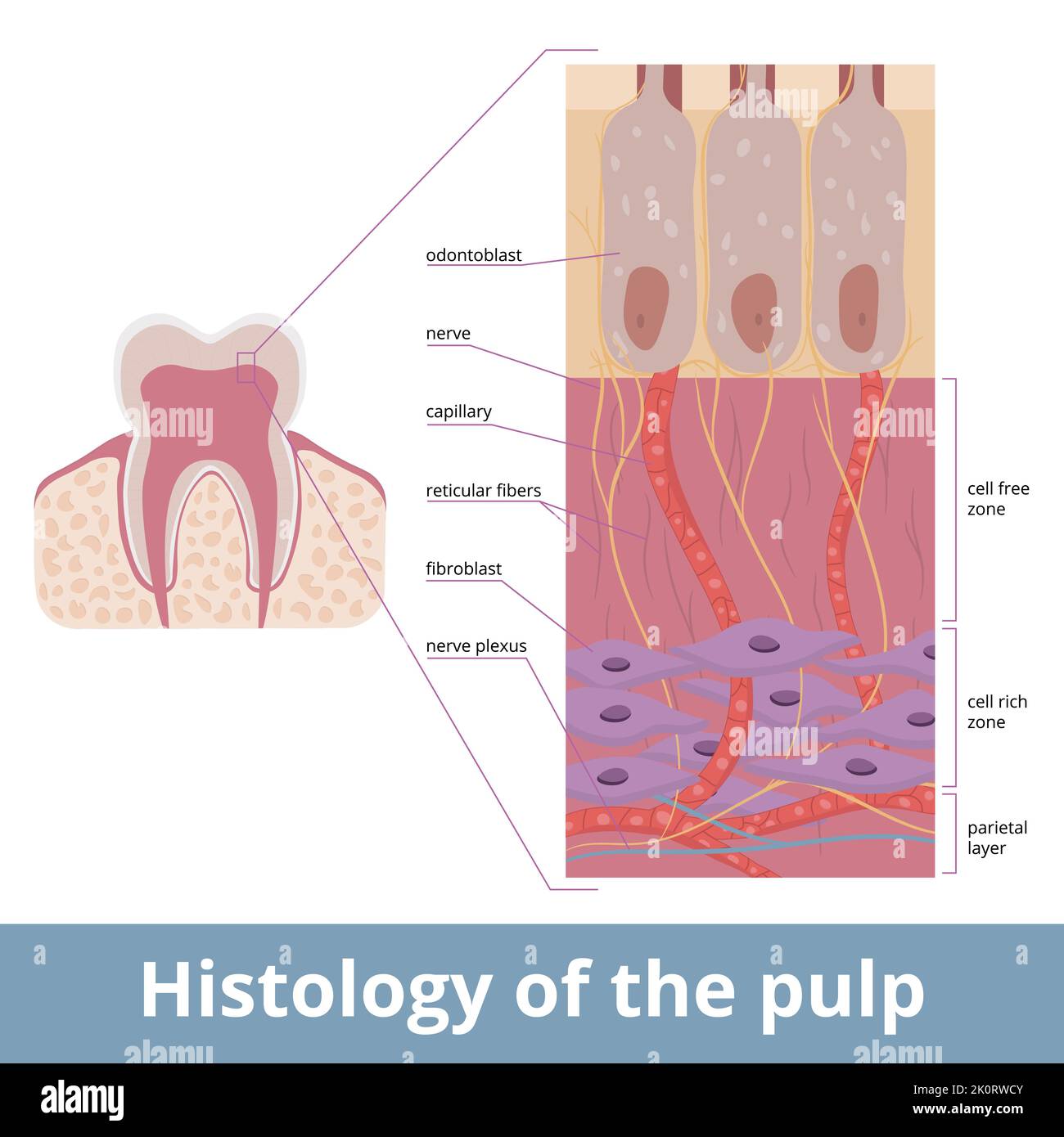 Istologia della polpa. La struttura tissutale include fibroblasti ...