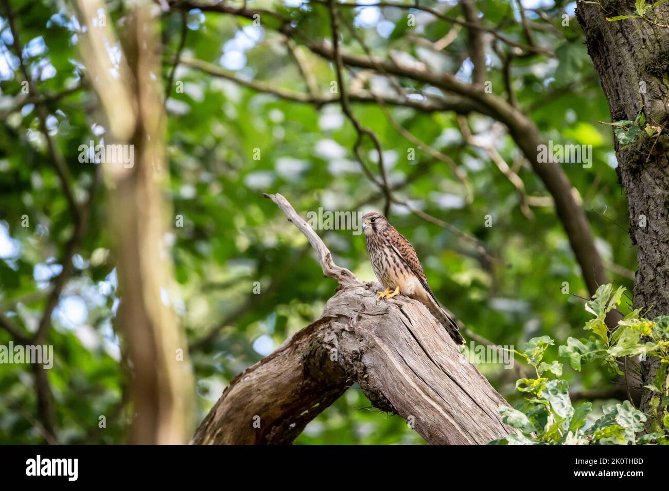 Parco del gheppio immagini e fotografie stock ad alta risoluzione - Alamy