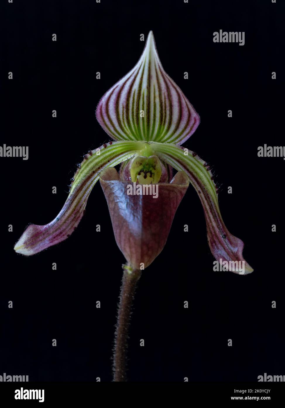 Paphiopedilum fowliei immagini e fotografie stock ad alta risoluzione ...