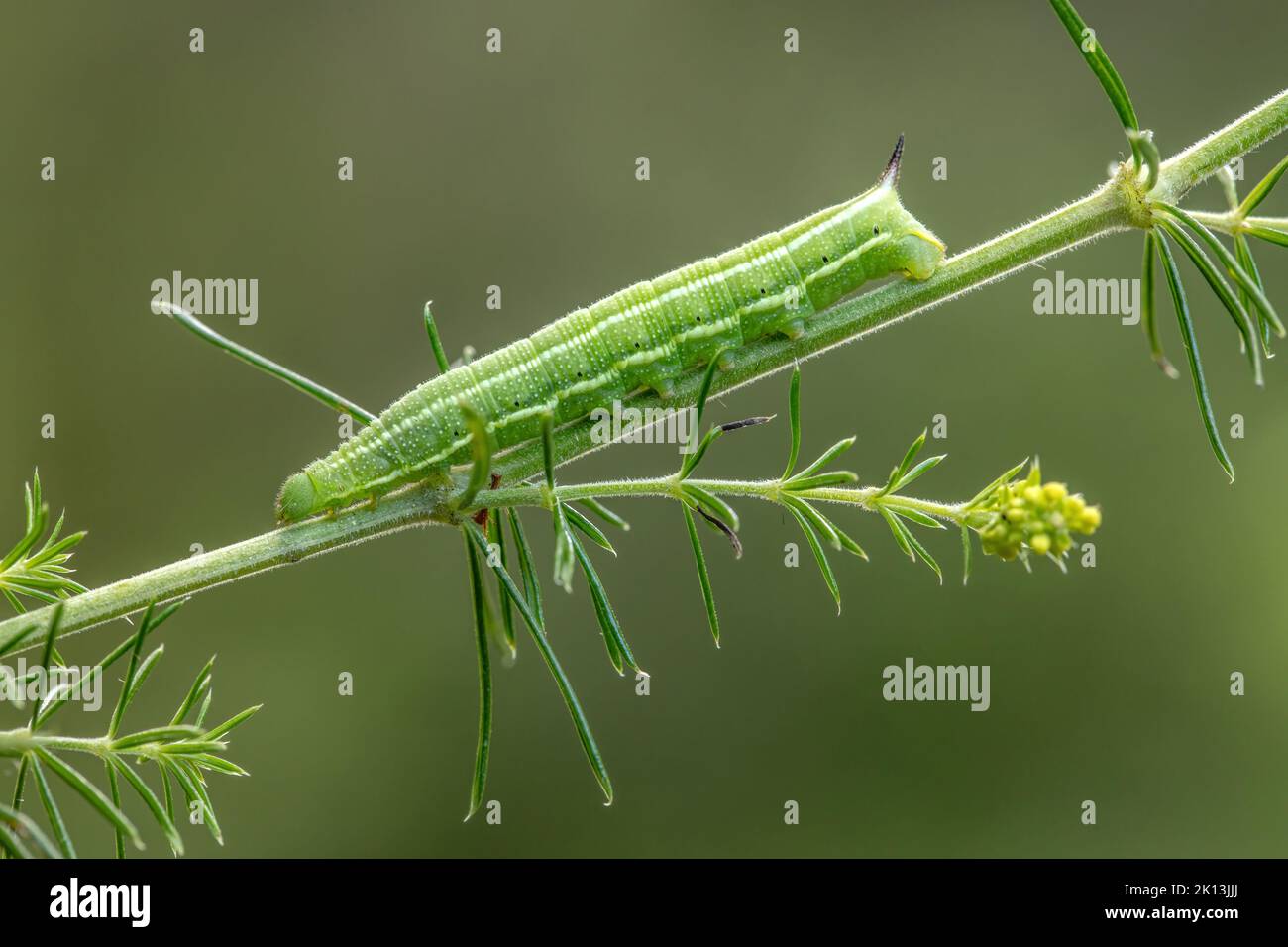 Sphingidae raupe immagini e fotografie stock ad alta risoluzione - Alamy