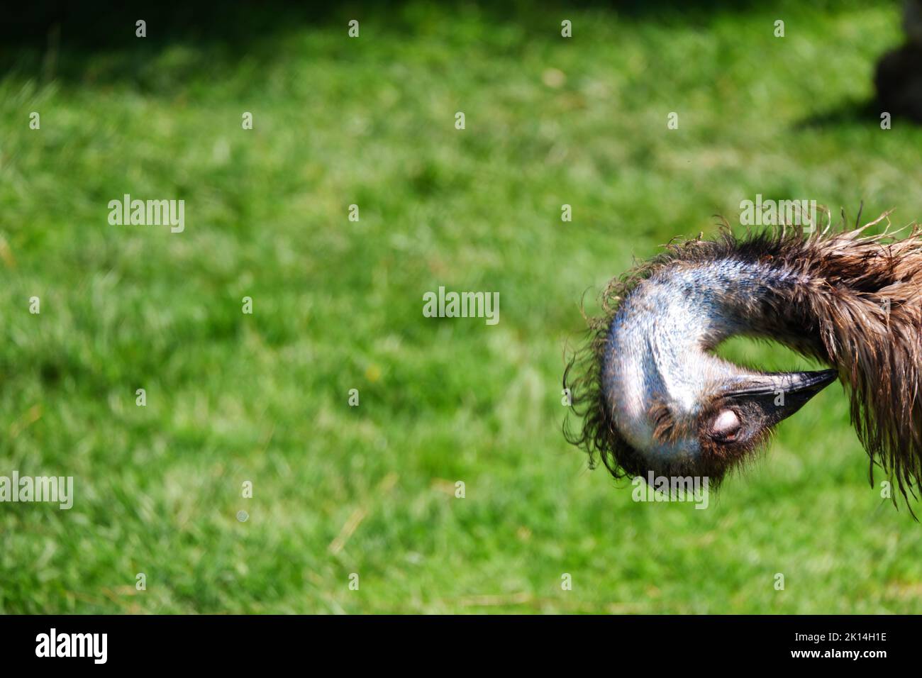 Animali flessibili immagini e fotografie stock ad alta risoluzione - Alamy