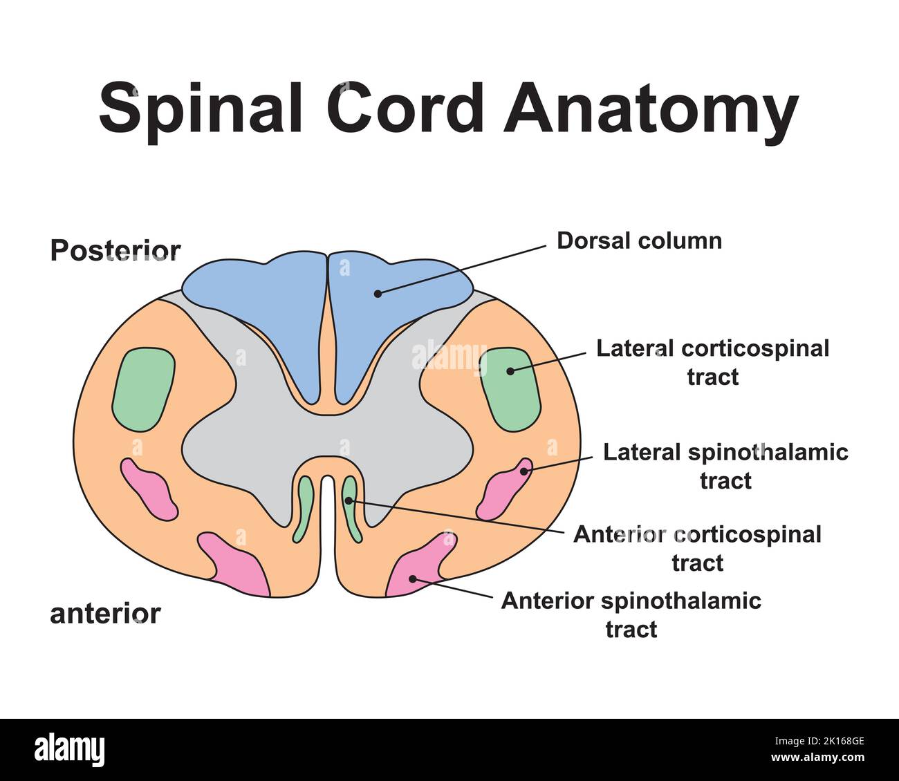 Progettazione scientifica dell'anatomia del midollo spinale. Struttura ...
