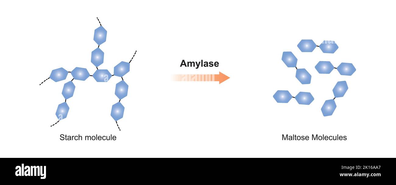 Enzima maltasi immagini e fotografie stock ad alta risoluzione - Alamy