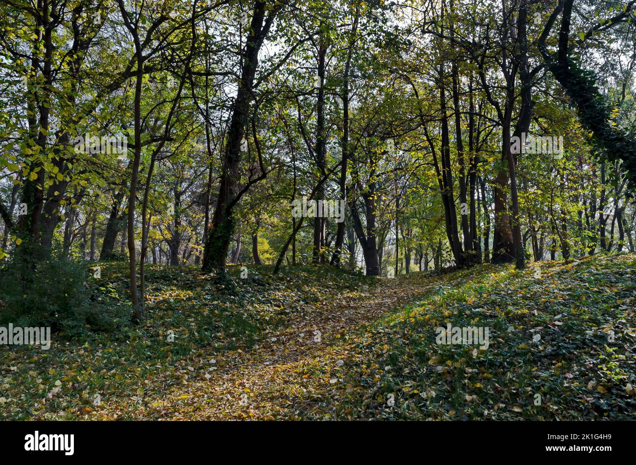 Una colorata foresta autunnale con splendidi alberi ramificati con ...