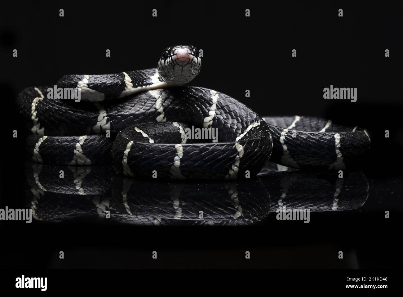 Serpente a strisce nere immagini e fotografie stock ad alta risoluzione ...