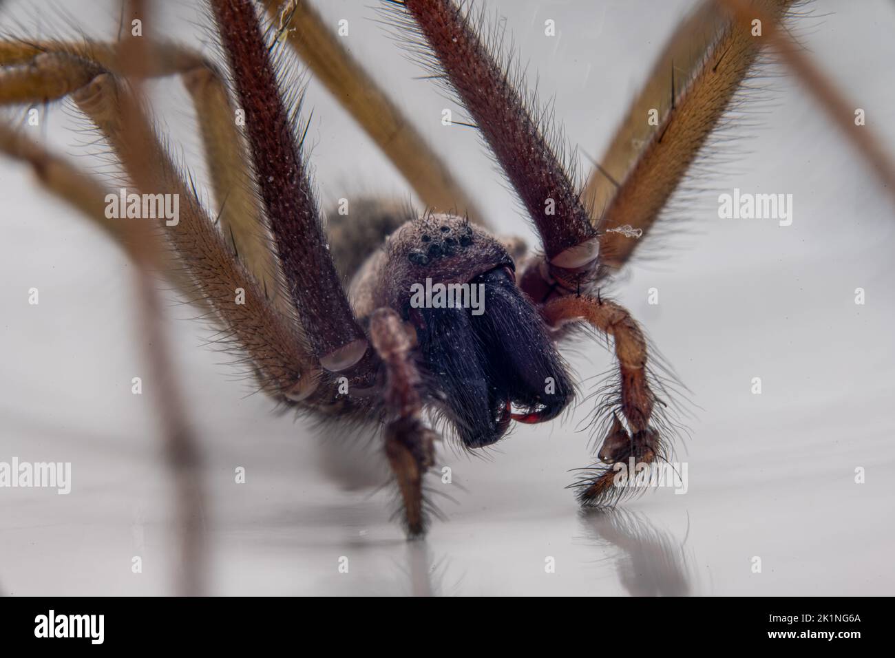 Ragno gigante cacciatore immagini e fotografie stock ad alta ...