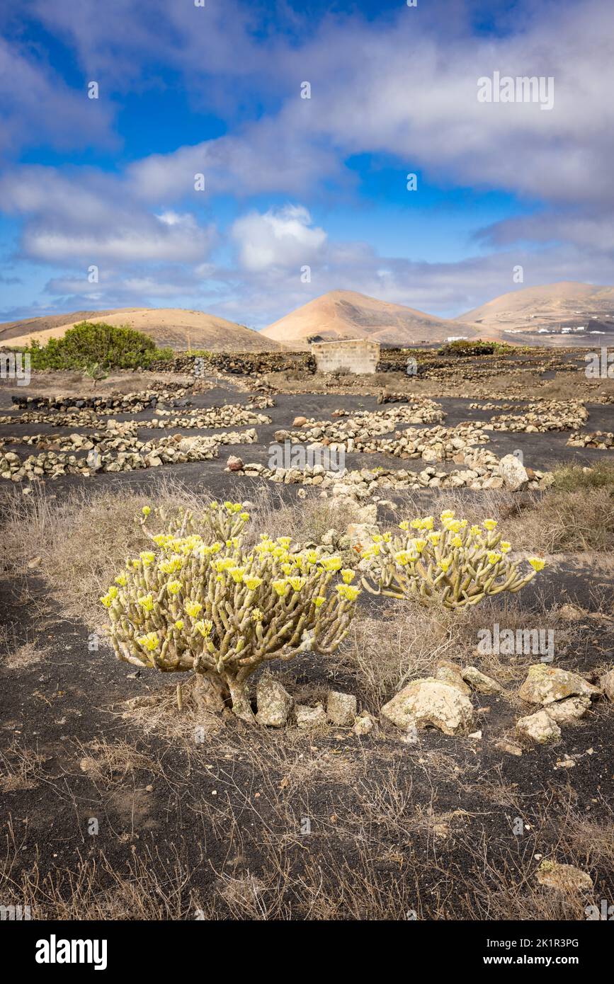 Spärliche landschaft immagini e fotografie stock ad alta risoluzione ...