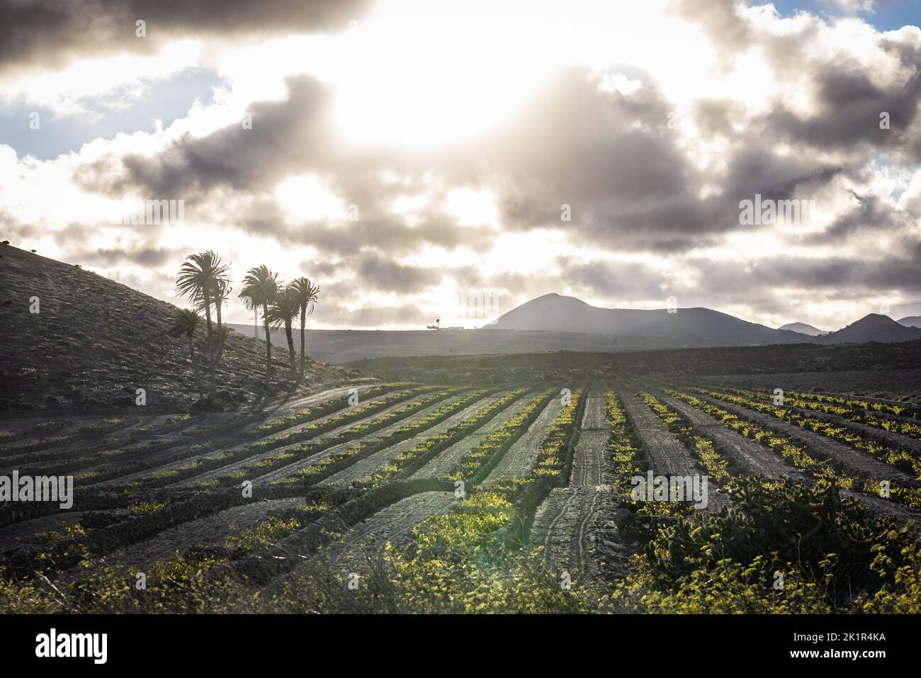 Vigneto tipico della regione di la Geria sull'isola di Lanzarote, che ...