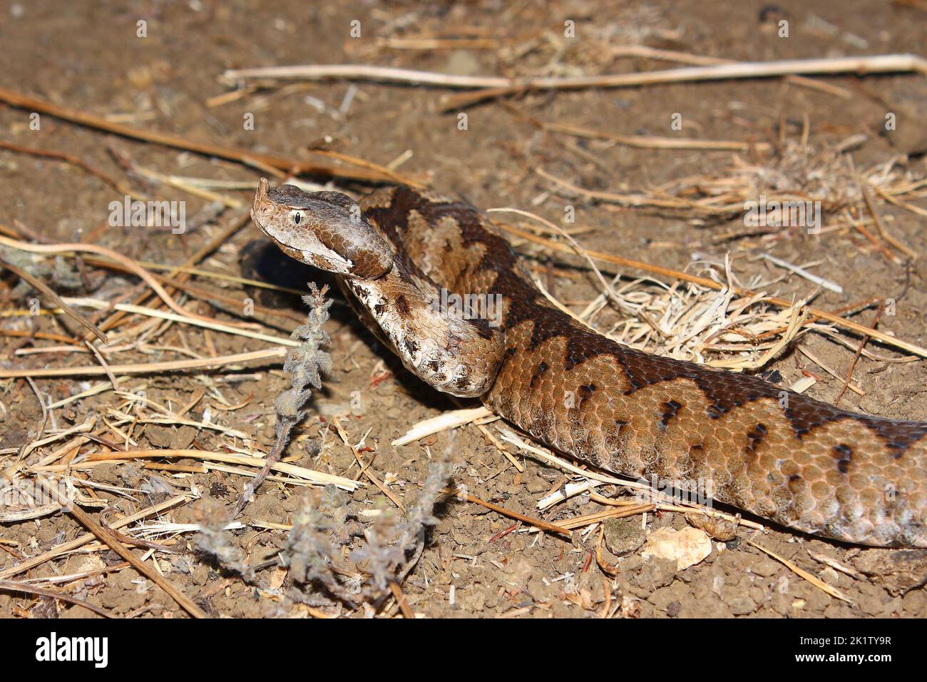 La vipera cornuta, la vipera dal naso lungo, la vipera cornuta dal naso ...